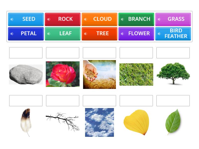 NATURE MEMORY GAME - Match up