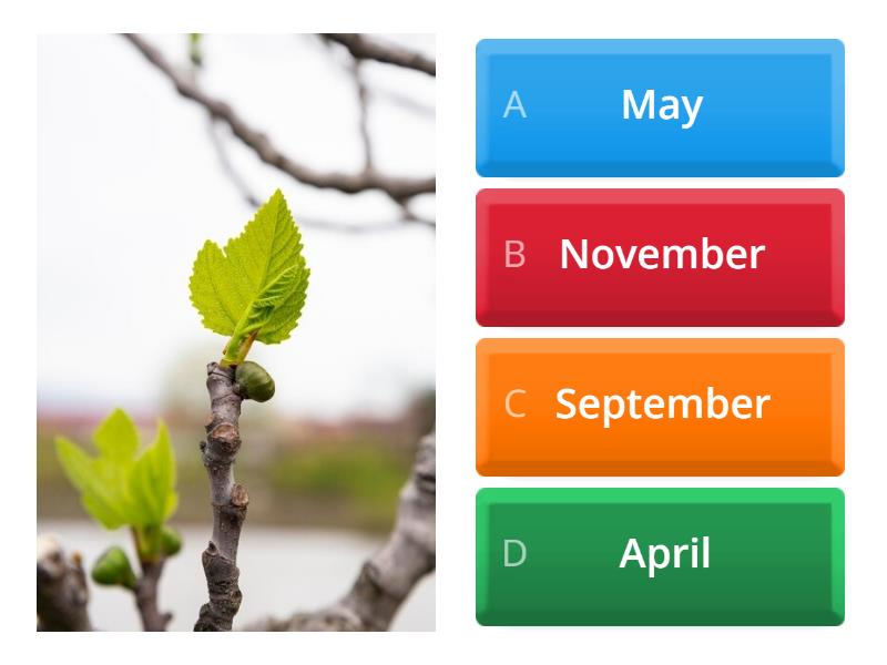 - months - Quiz
