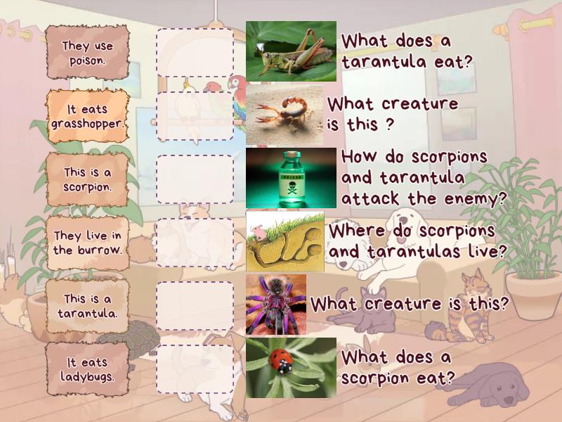 Who Would Win: Scorpion VS. Tarantula - Match up