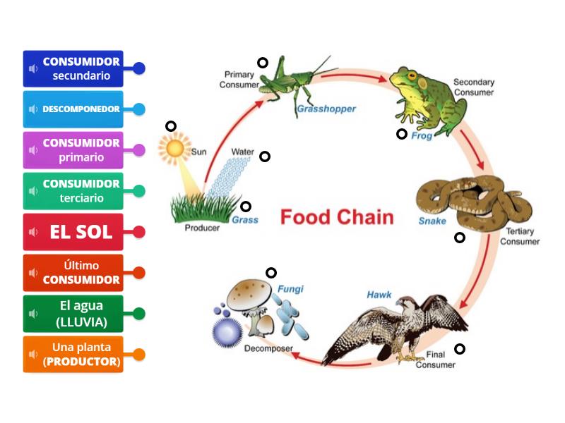 Food Chain Diagram / Diagrama de CADENA ALIMENTICIA (¡Cognados ...