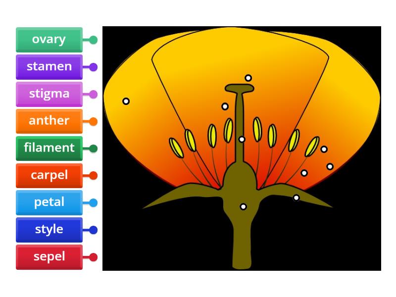 KS4 Parts of a Flower - Labelled diagram