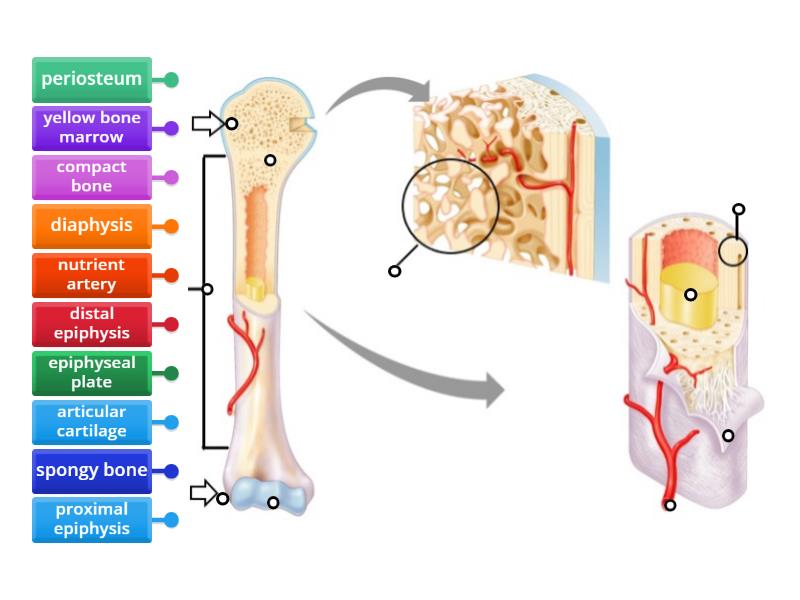 Long Bone Diagram - Labelled diagram