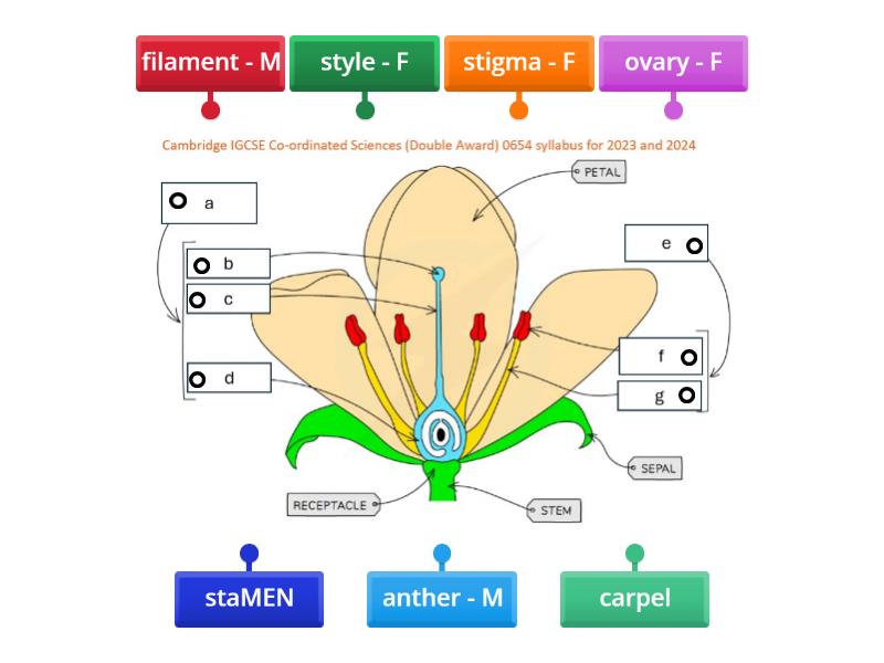 Cross-section of a flower (Cambridge 0654 iGCSE) - Labelled diagram