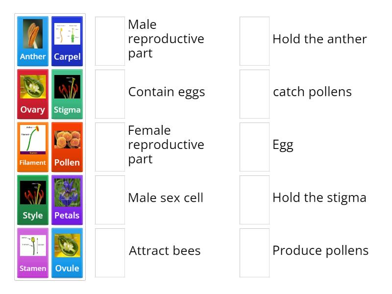 Structures and functions of flower - Match up