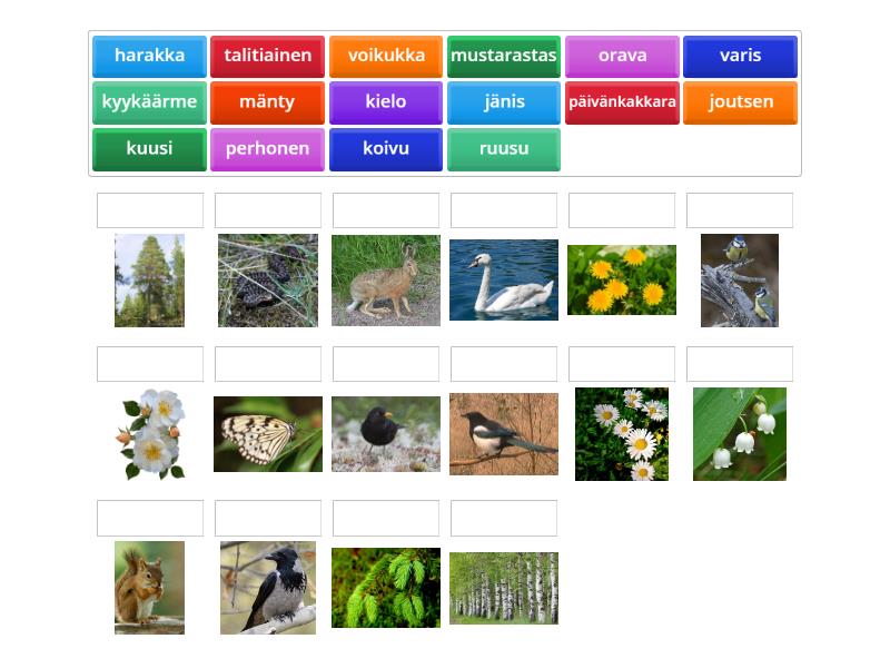 Suomen luonto (lintuja, kasveja, puita) - Match up