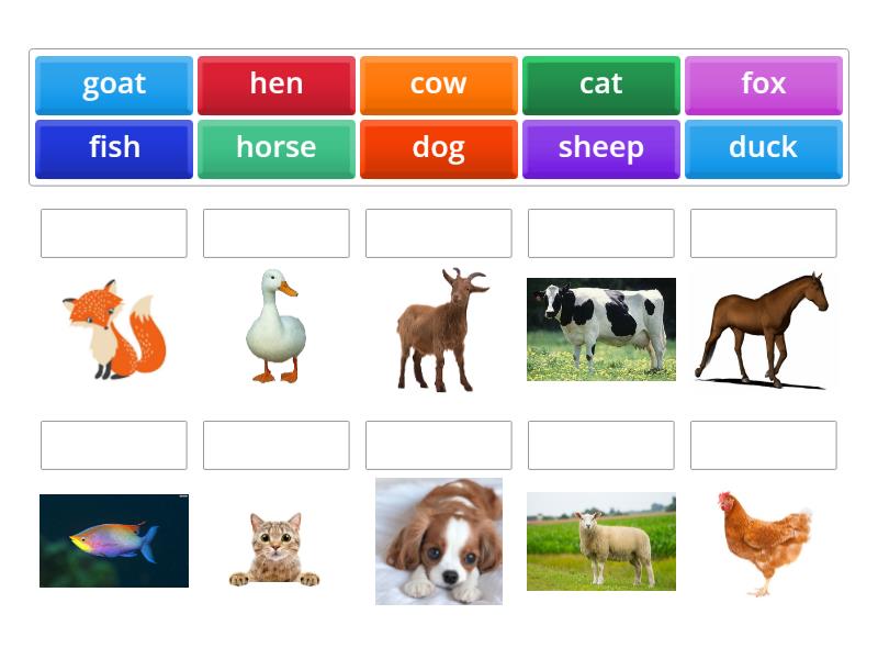 FF starters animals - Une las parejas