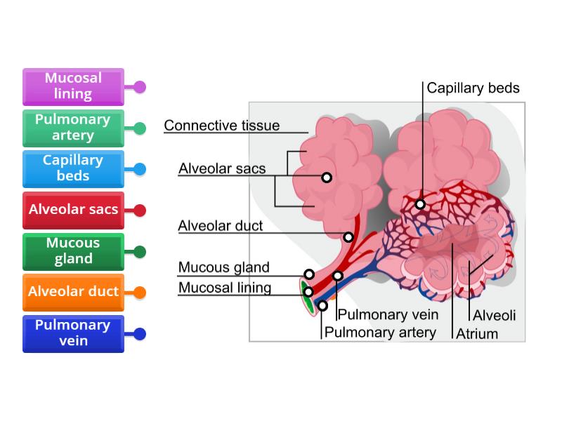 The structure of the Alveoli - Labelled diagram