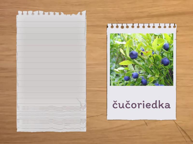 Biologia rastliny 1a - Speaking cards