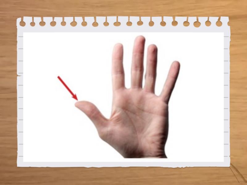 TN2, Unit 1, lesson 3, The hand, . - Flash cards