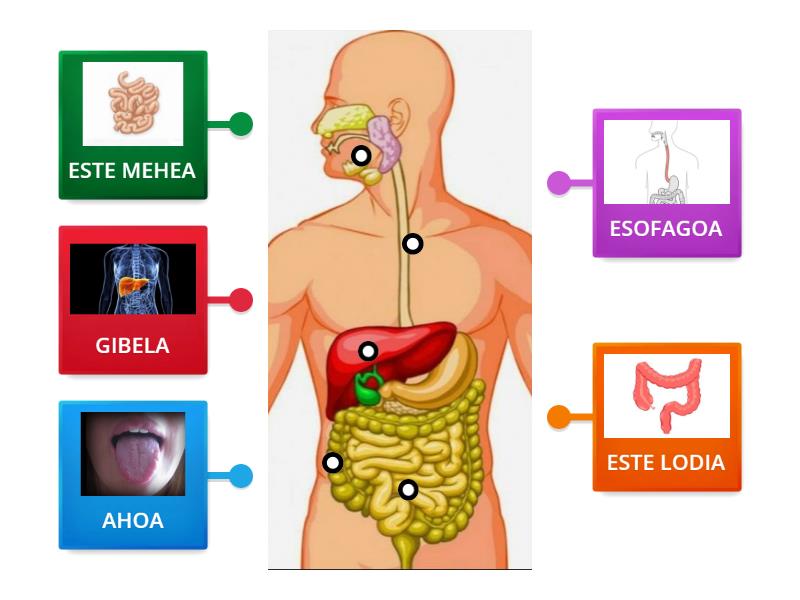 DIGESTIO APARATUA - Labelled diagram