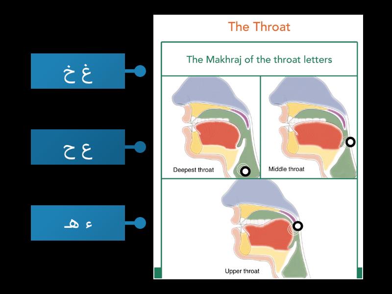 throat letters - Labelled diagram