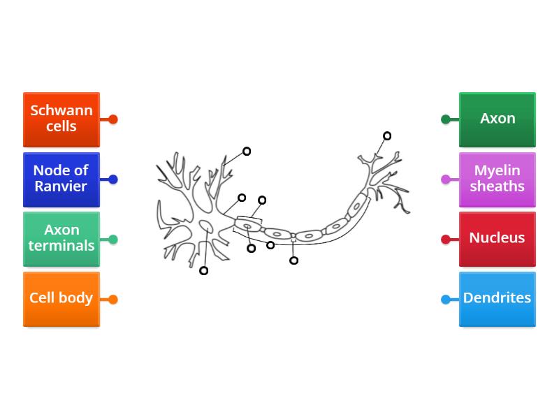 Label the Neuron - Diagrama con etiquetas