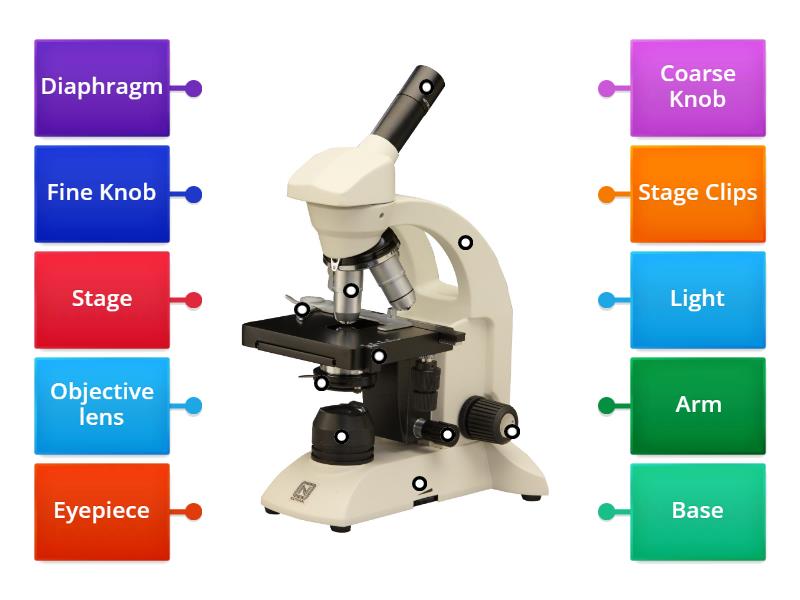 Parts of a Microscope - Labelled diagram