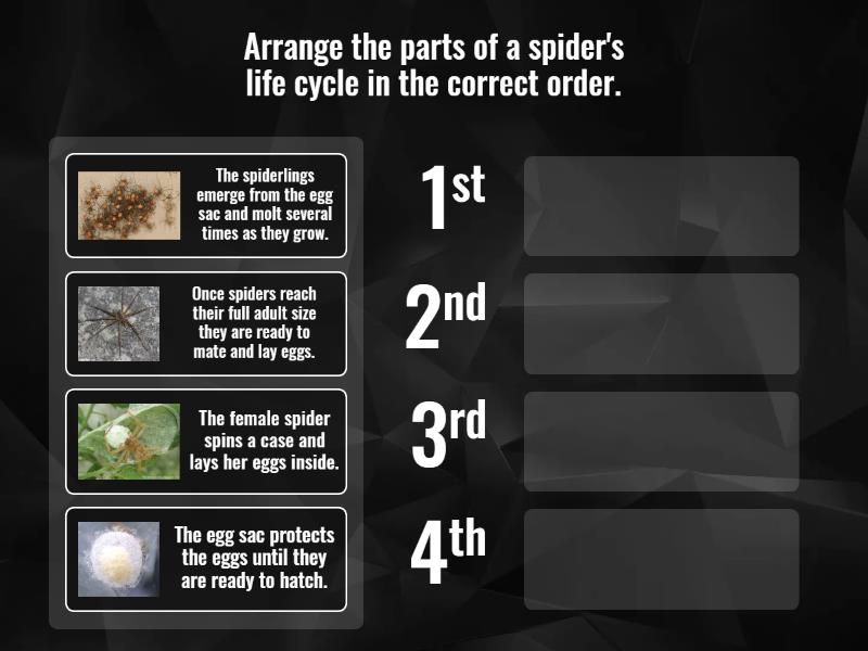 Life Cycle of a Spider - Orden correcto