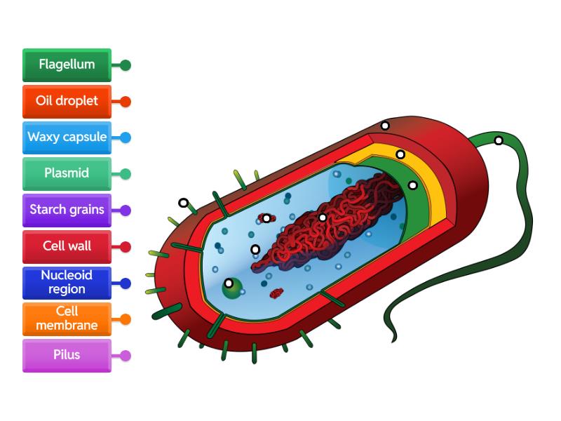 Prokaryotic cell organelles - Labelled diagram