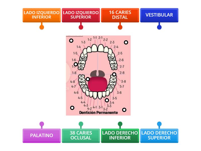 ODONTÓGRAMA FDI - Labelled diagram