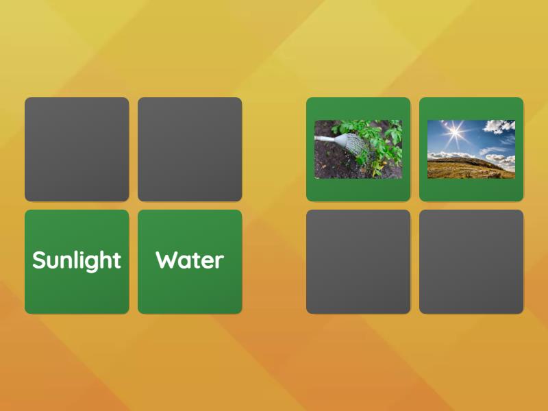 Plants - Matching pairs