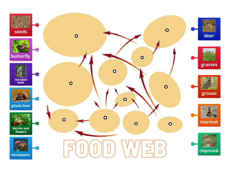 Food Web Match - Labelled diagram