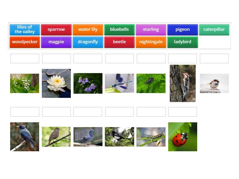 Living things around us - Une las parejas