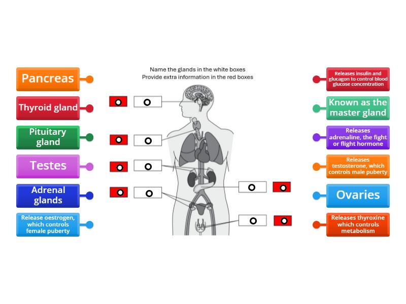 The Endocrine System - Labelled diagram
