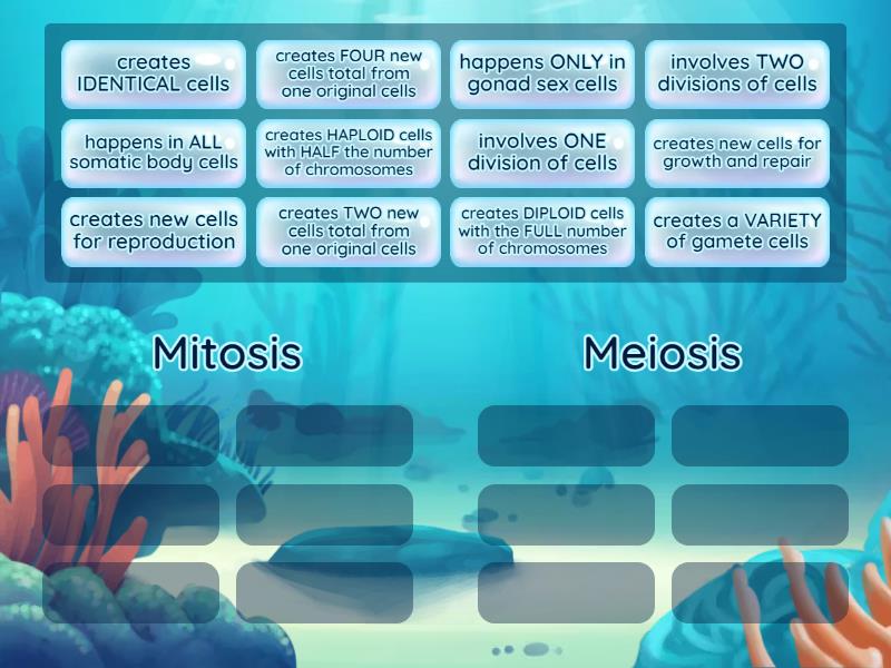 Mitosis vs Meiosis- Speed Sorting! - Group sort