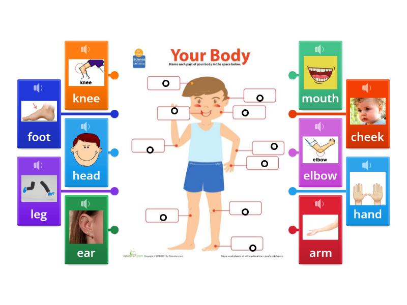 Body parts - Labelled diagram