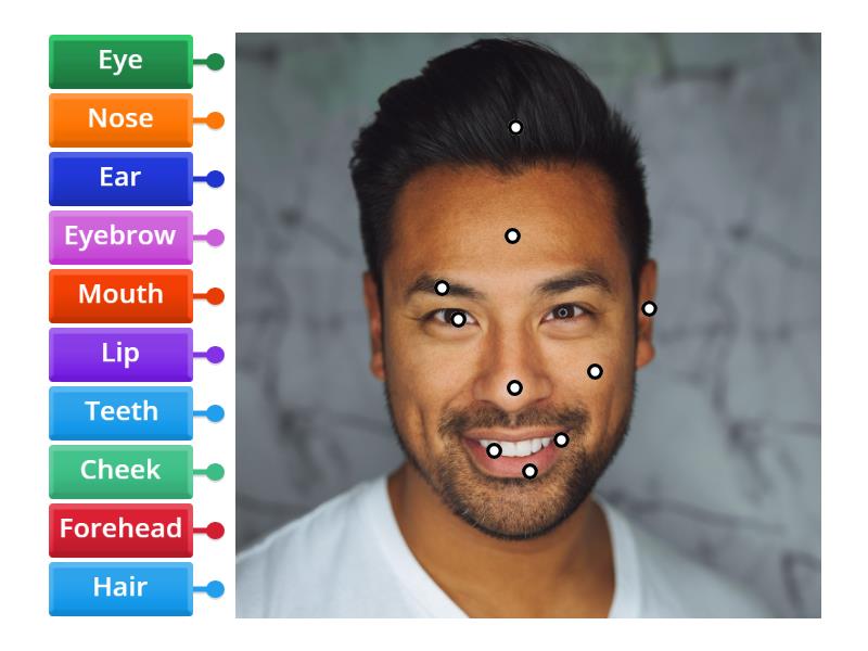 Body Parts - Face - Labelled diagram