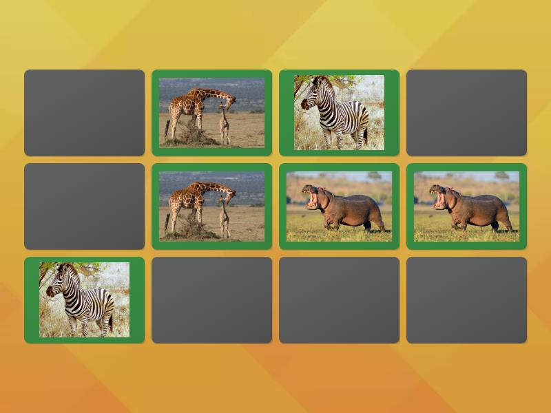 Zoo animals - Matching pairs