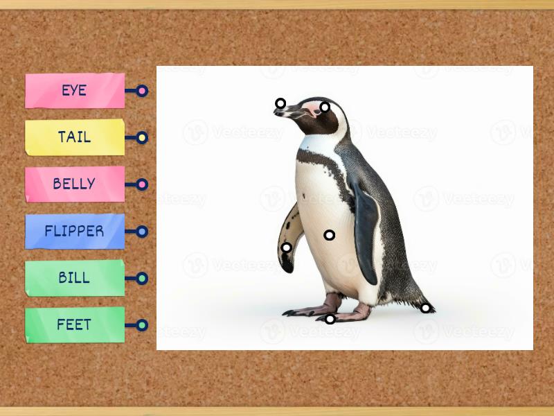 PENGUINS BODY PARTS - Labelled diagram