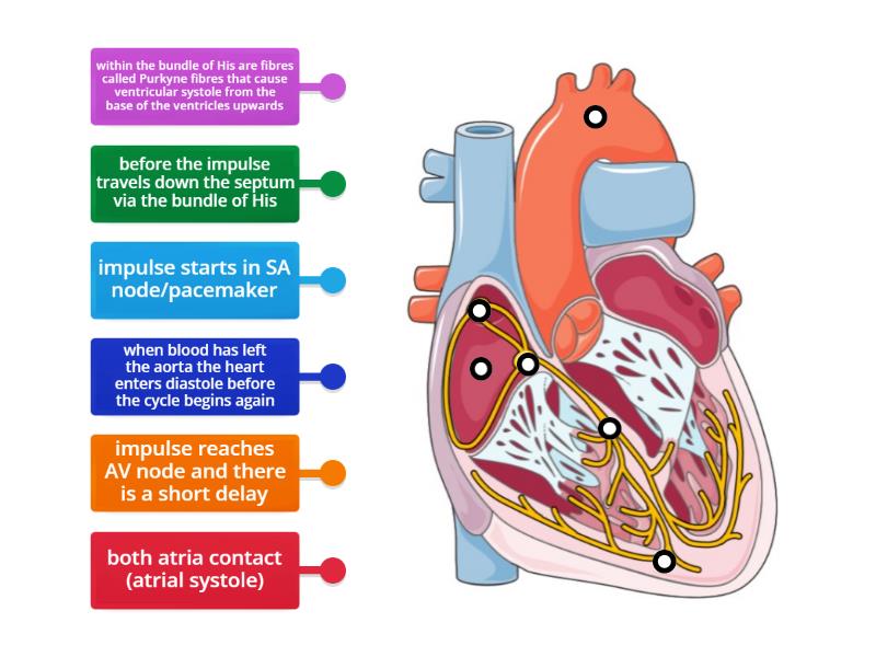 control of heart rate task 2 - Labelled diagram