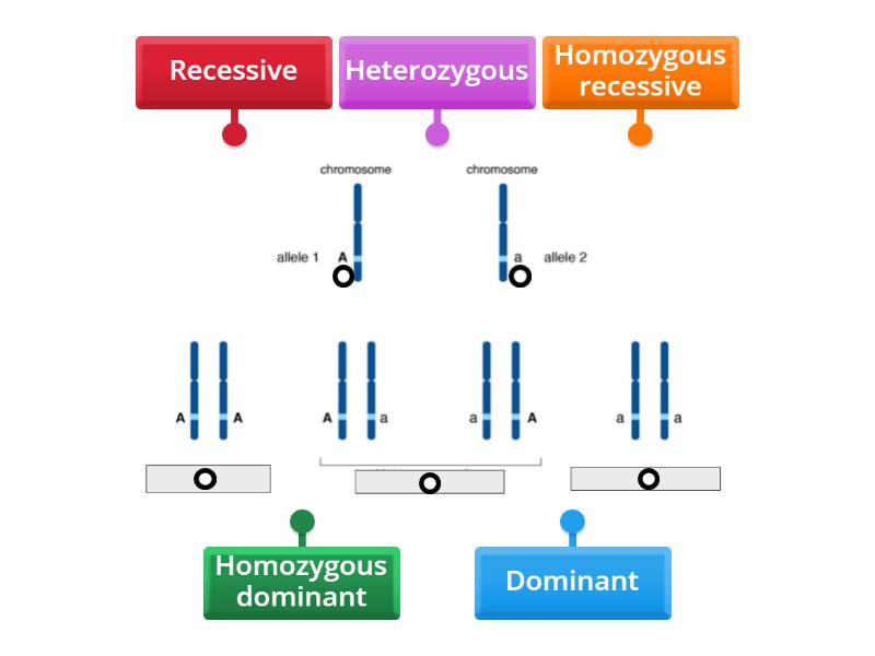 Homozygous vs. Heterozygous - Labelled diagram