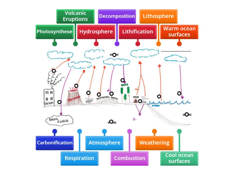 Carbon Cycle - Labelled diagram