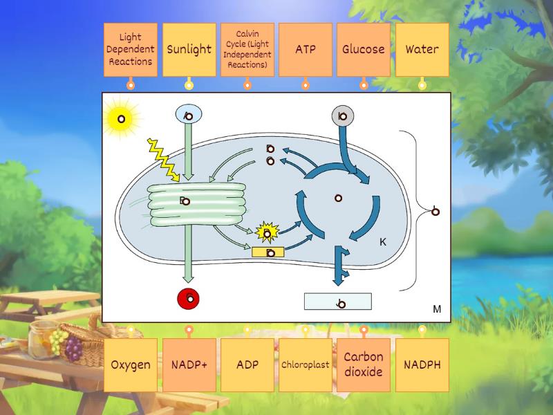 Photosynthesis diagram - Labelled diagram