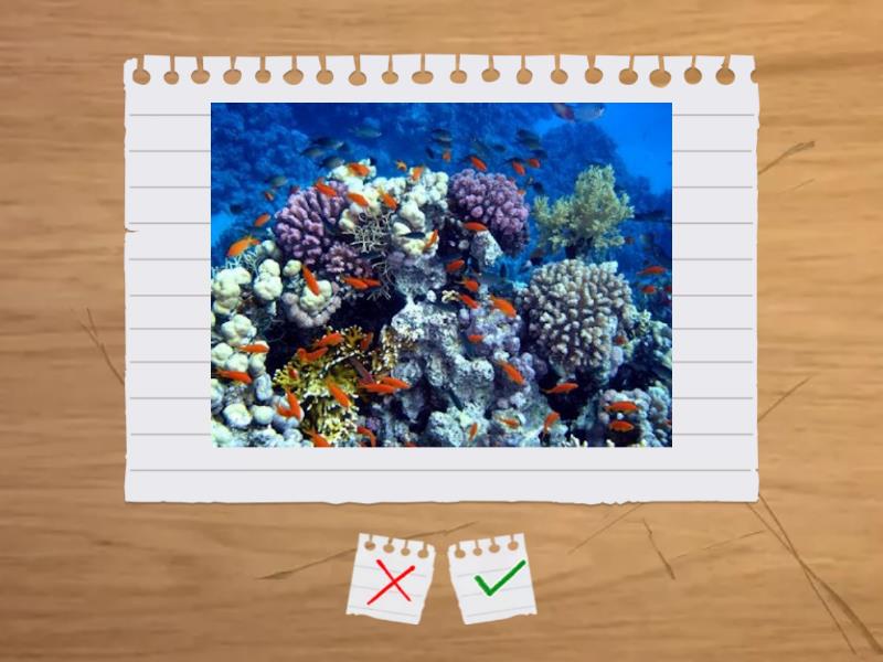 Shells. Sea creatures - Flash cards