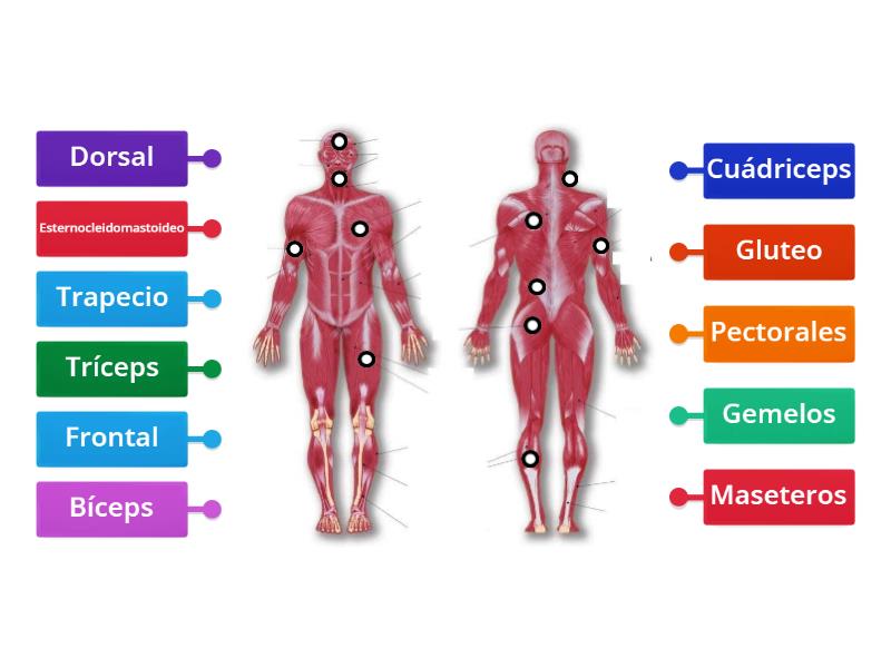 Los musculos - Diagrama con etiquetas