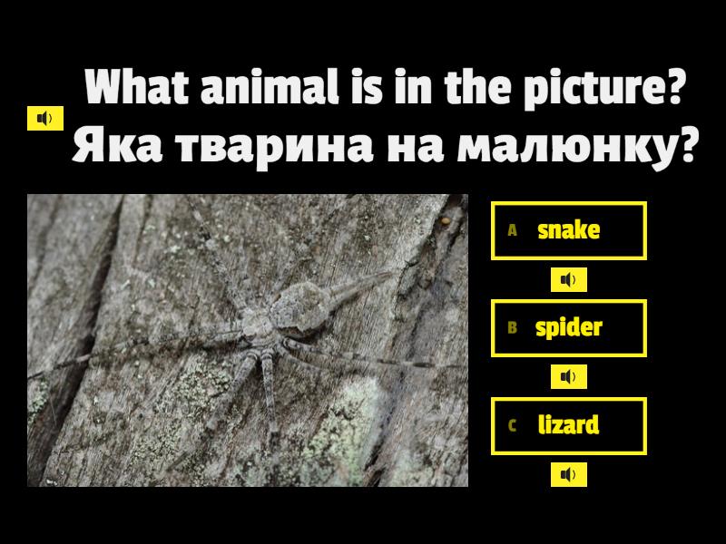 UNIT 4: CAMOUFLAGE - Quiz