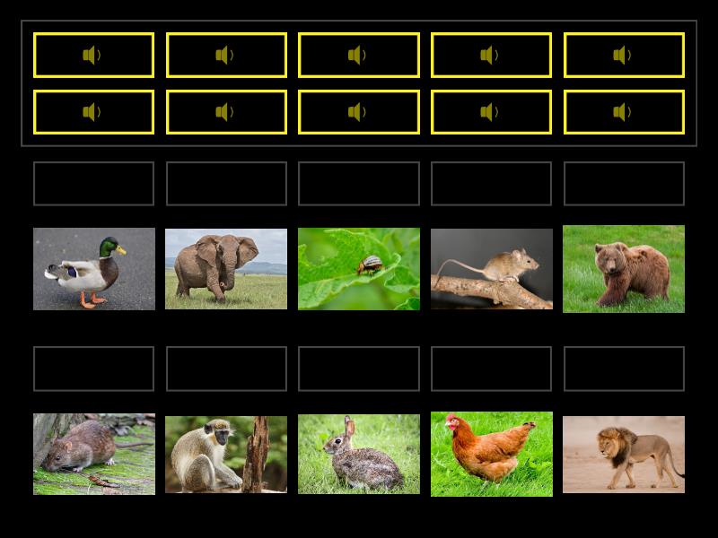 Animals. Prepare 6. Unit 16 - Match up