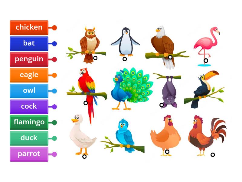 EW-4 U4 Birds - Diagrama con etiquetas