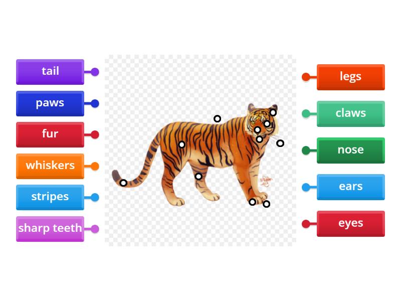 Tiger (body parts) - Labelled diagram