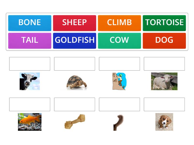 4th GRADE UNIT 6 ANIMALS - Match up