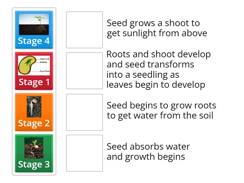 Germination- Miss Bailey Grade 5 - Une las parejas