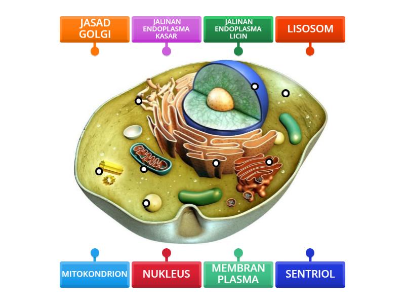 STRUKTUR DAN FUNGSI SEL HAIWAN - Labelled diagram