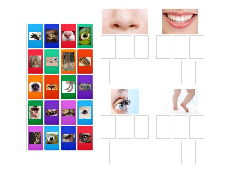 Body parts sorting - Group sort