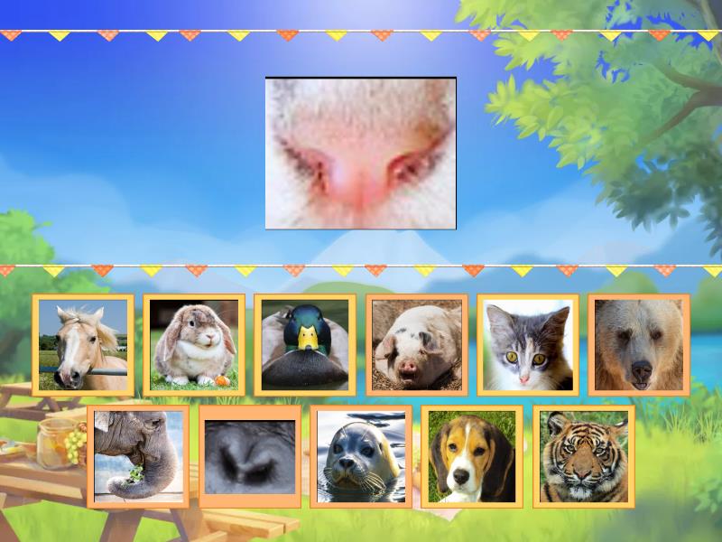 Preschoolers Whose nose is it? - Find the match