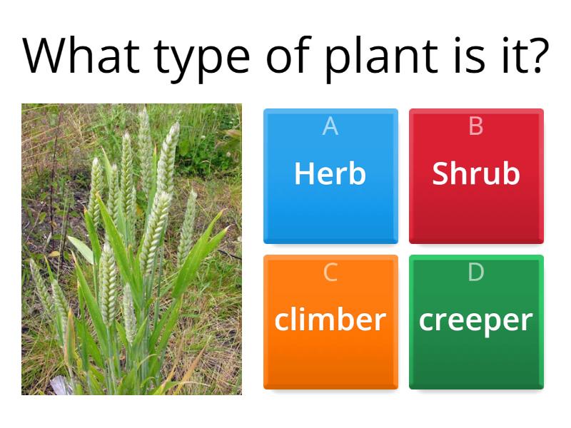 Plant Kingdom - Quiz