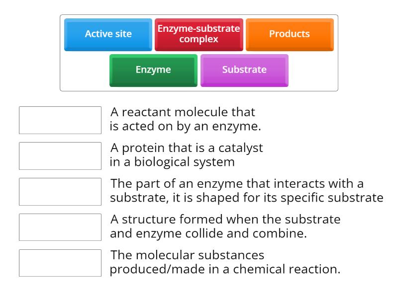 Enzymes Vocabulary - Match up