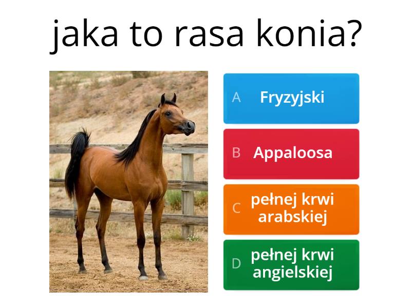 rasy koni - Quiz