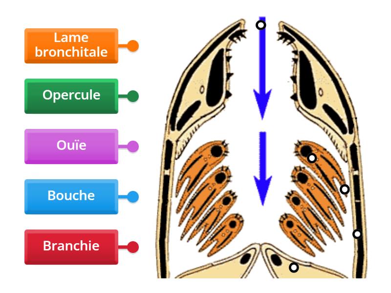 L'appareil respiratoire du poisson - Labelled diagram