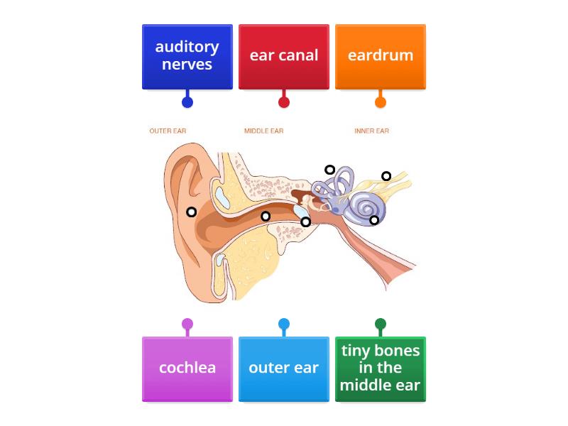 Ear Diagram Year 4 - Labelled diagram