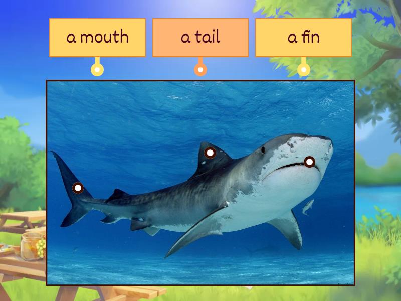 Label the shark - Labelled diagram